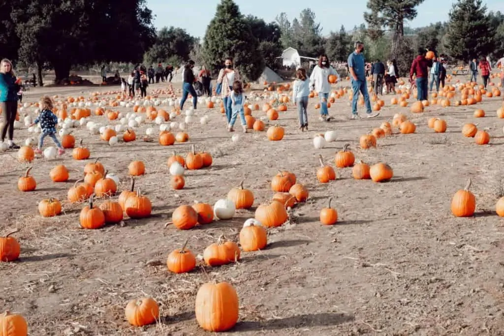 Spend an Amazing Day at Julian fall activities, julian pumpkin patch ...
